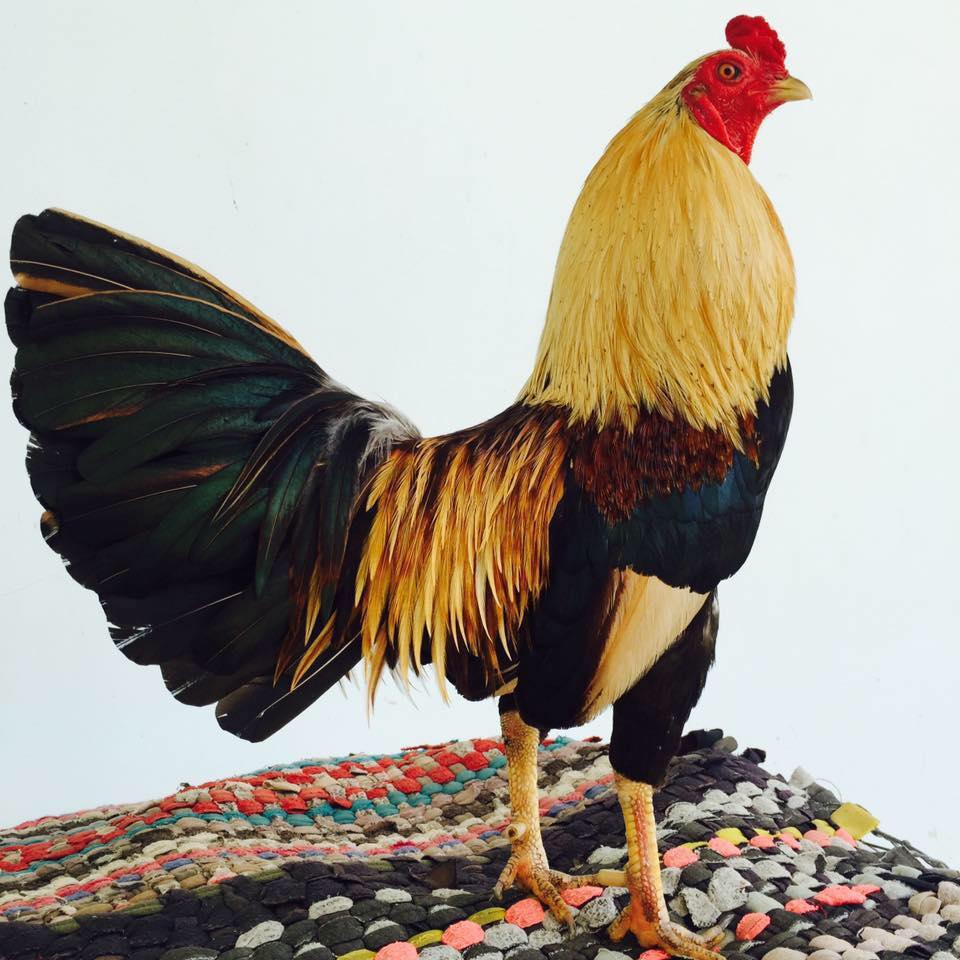 Gà Tre Rặc, Gà Tre Lai Mỹ Giống Gà Tre Đá Hay - St. Albans City School